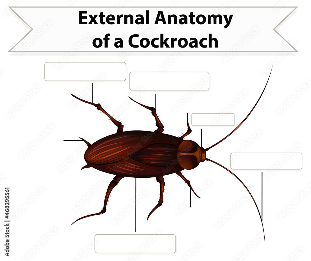 External Anatomy of a cockroach worksheet Stock Vector | Adobe Stock