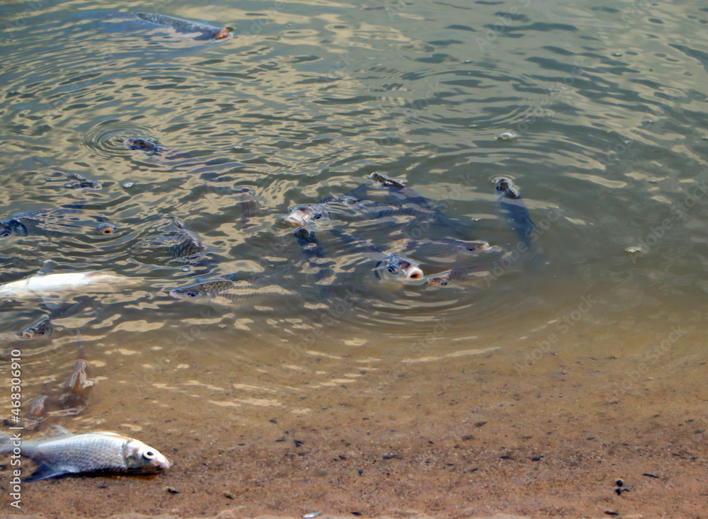 Dead fish float to the surface, polluted and deprived of oxygen ...