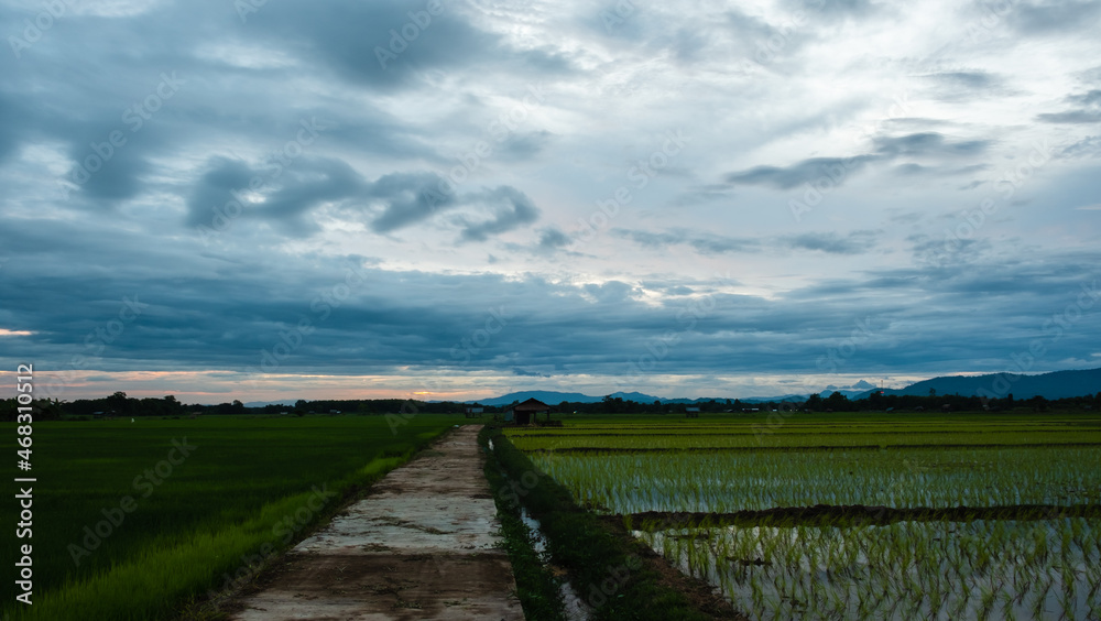 Young rice and pathway in fields. Rice field with pathway. Pathway in ...