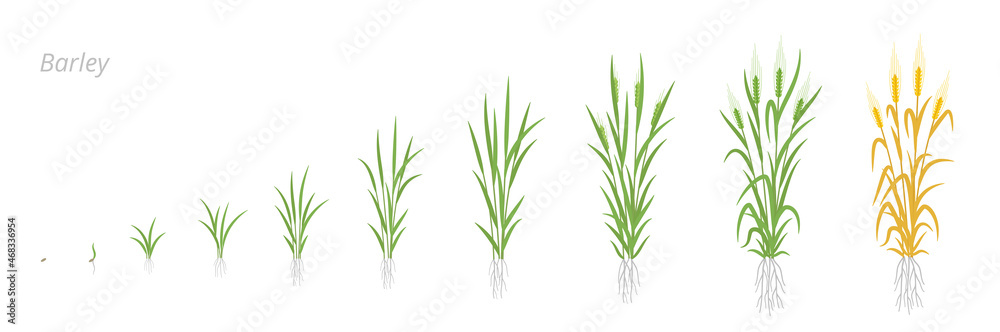 Barley plant growth stages development. Hordeum vulgare. Harvest ...