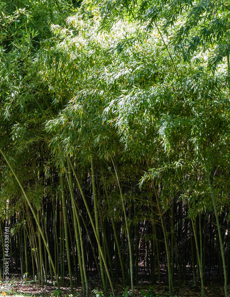 Thickets of evergreen graceful golden bamboo plants Phyllostachys ...