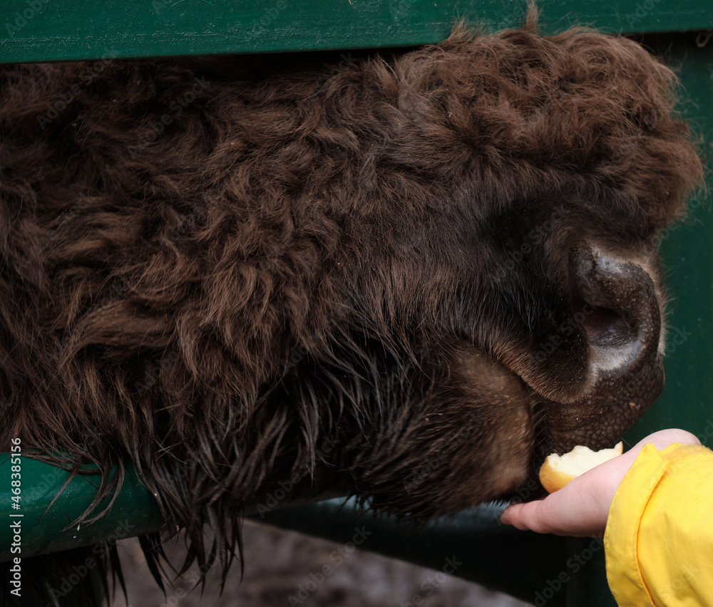 Child's hand feeds the bison behind the fence. Feeding bison in reserve ...