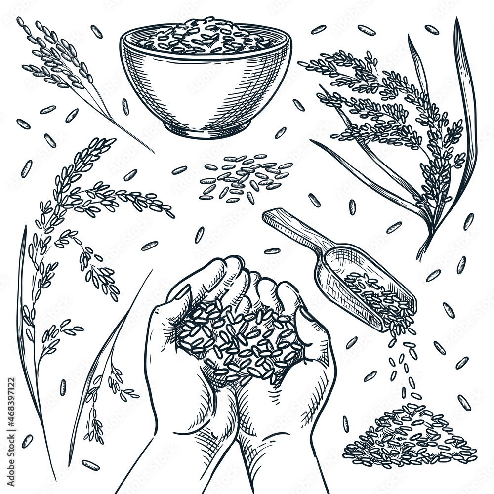 Human hands hold rice cereal grain. Rice spikelets isolated on white ...