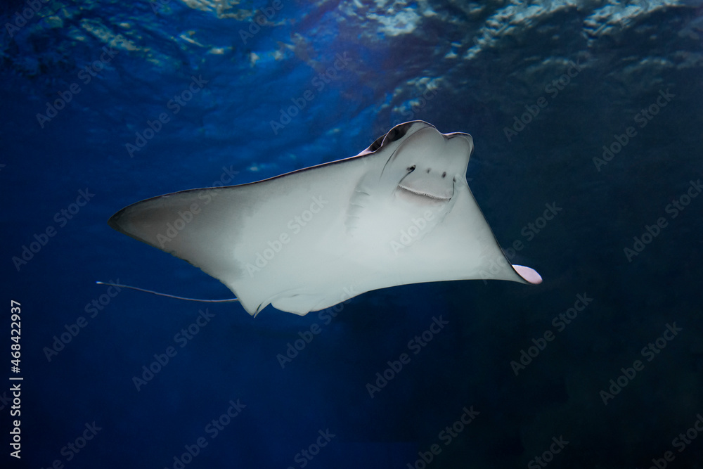 cownose ray swimming in the water, fish underwater in the aquarium ...