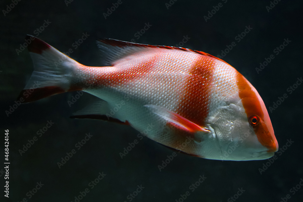 Lutjanus Sebae (Cuvier) - Emperor red snapper, Emperor Bream. Fish in ...