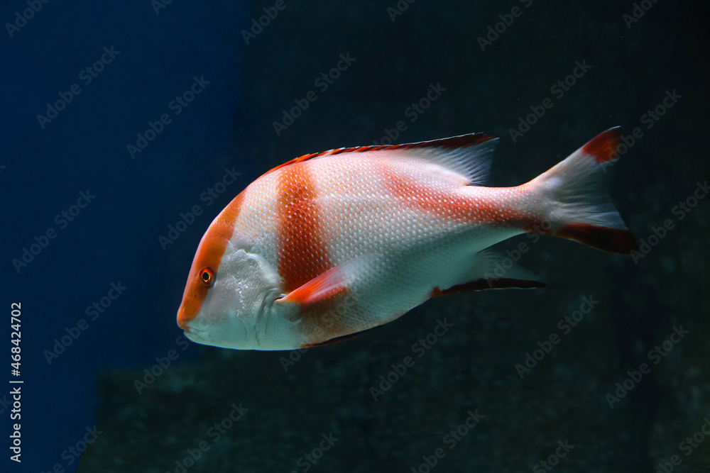 Lutjanus Sebae (Cuvier) - Emperor red snapper, Emperor Bream. Fish in ...