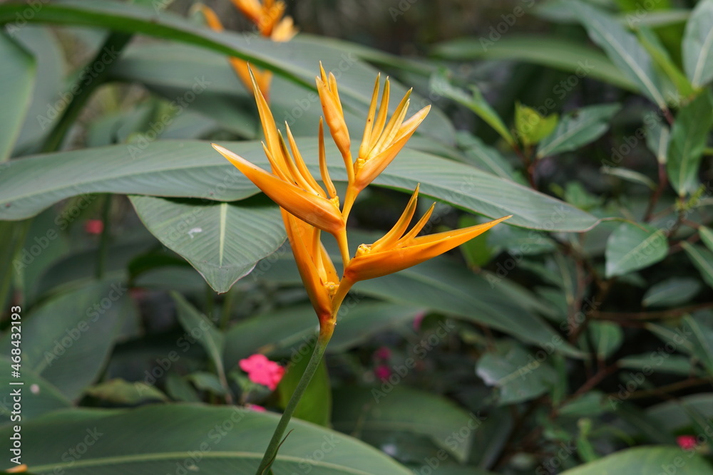 Beautiful heliconia psittacorum golden tourch, heliconia lady diana ...