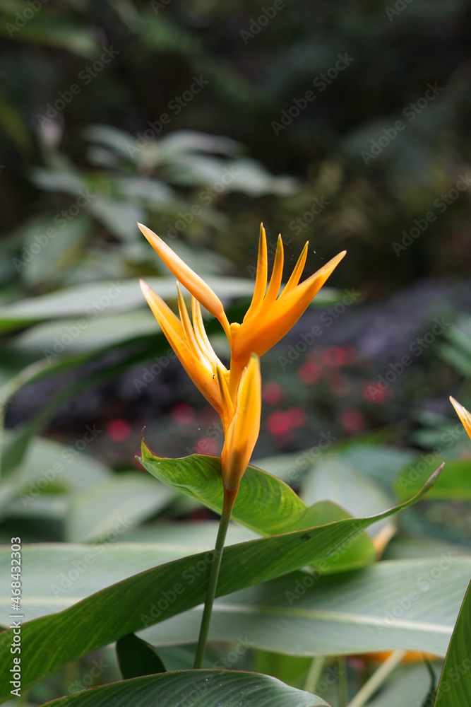 Beautiful heliconia psittacorum golden tourch, heliconia lady diana ...