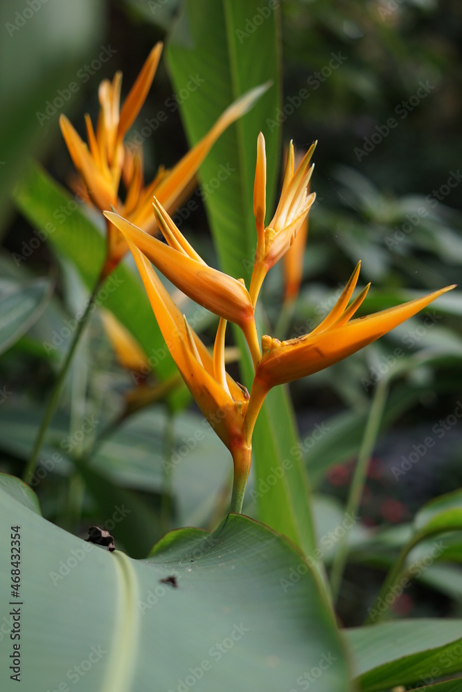 Beautiful heliconia psittacorum golden tourch, heliconia lady diana ...