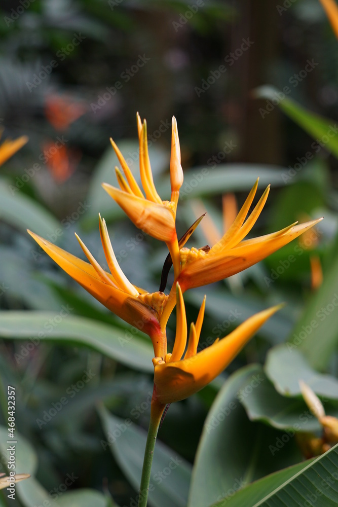 Beautiful heliconia psittacorum golden tourch, heliconia lady diana ...