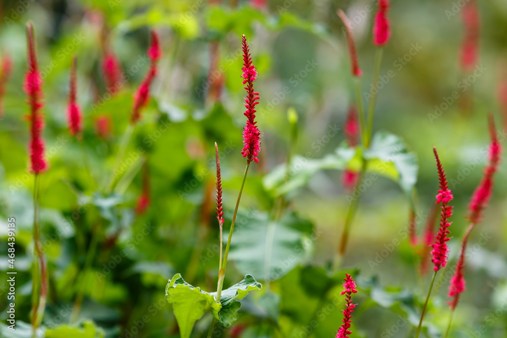 Persicaria hydropiper (Polygonum hydropiper) smartweed, water-pepper ...