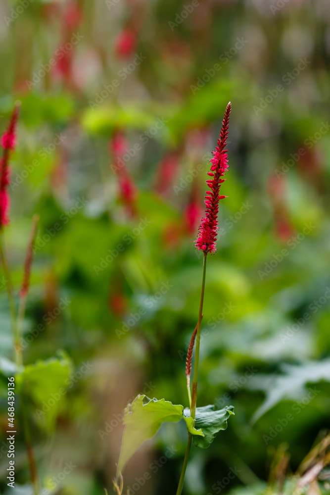 Persicaria hydropiper (Polygonum hydropiper) smartweed, water-pepper ...