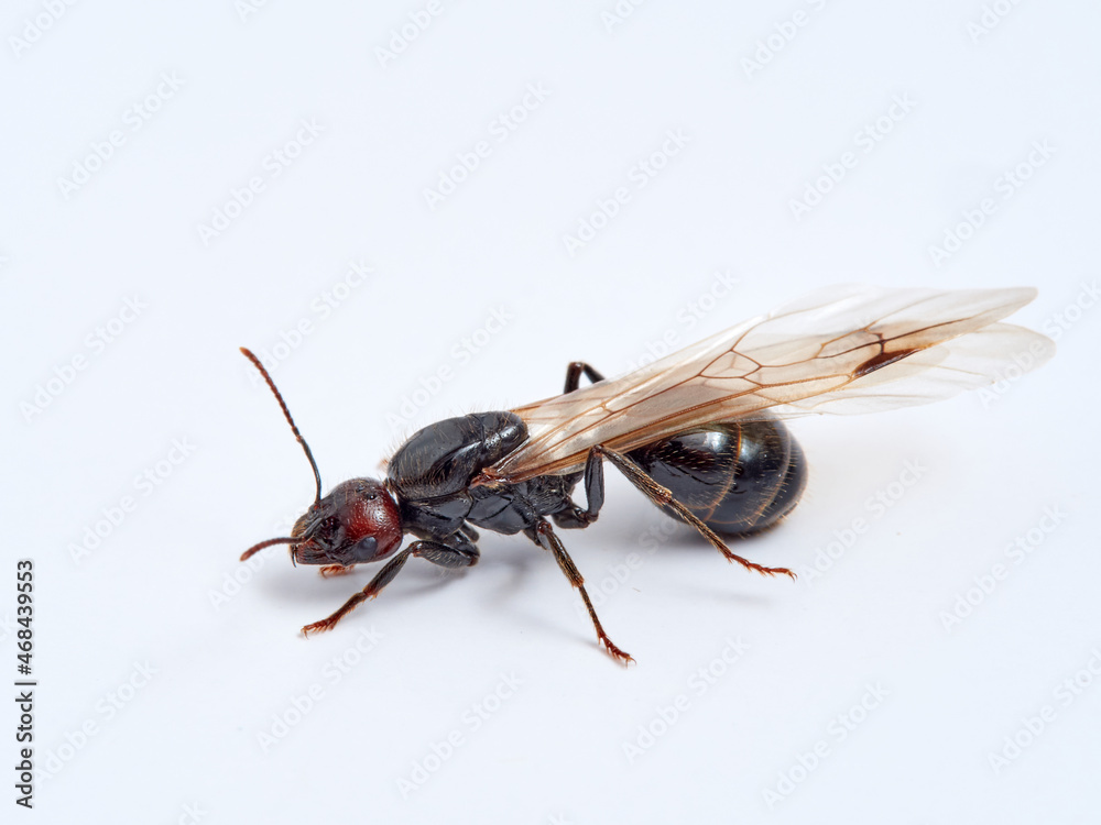 Winged ant in a white background. Queen. Smooth Harvester Ants. Messor ...