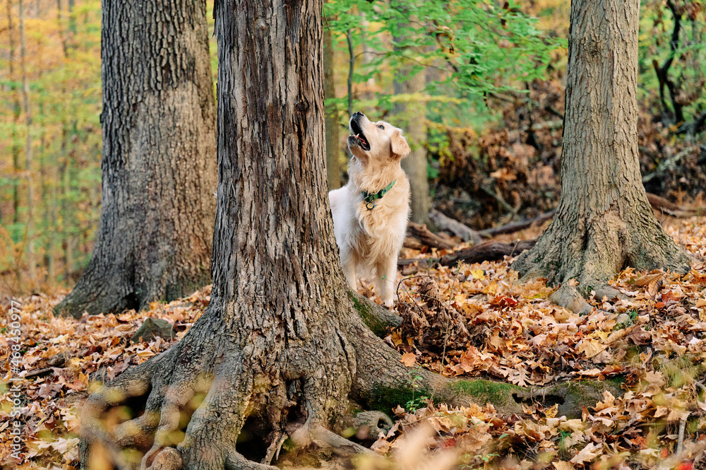 Joyka the Golden Retriever is enjoying his morning hike in the woods of ...