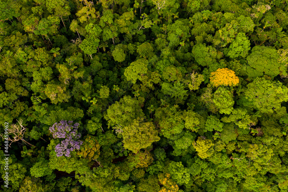 Aerial top view of a tropical forest with many different tree species ...