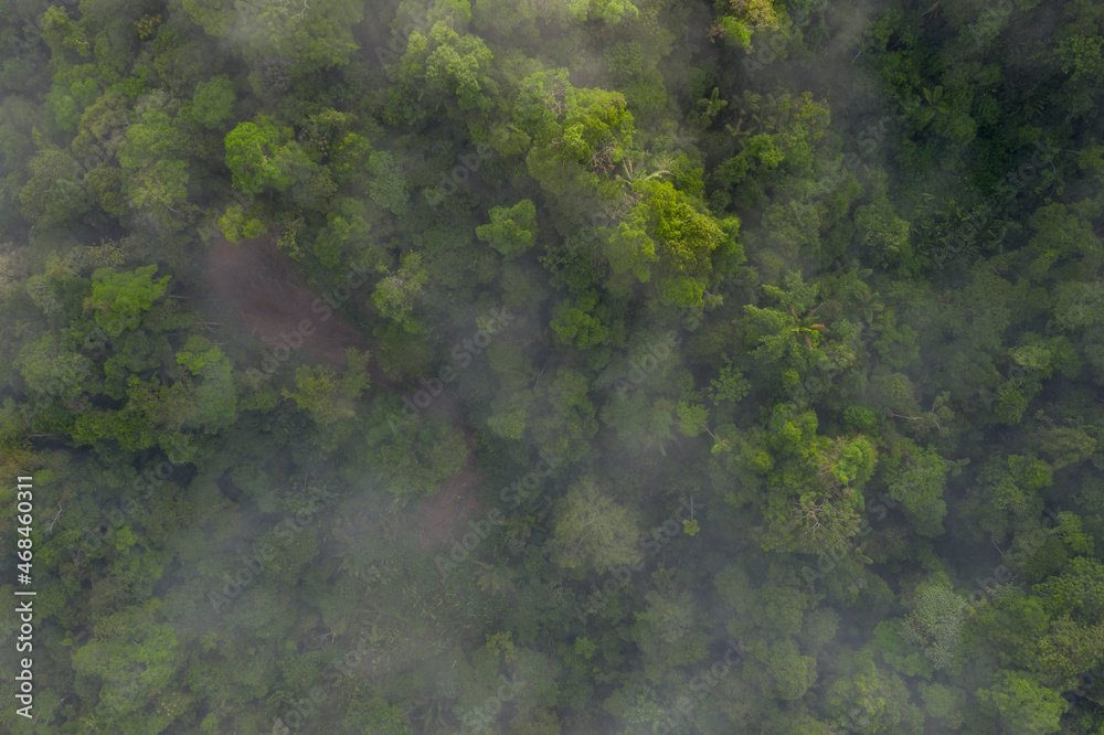 Foto Stock Aerial top view of a green lush tropical forest: the tree ...