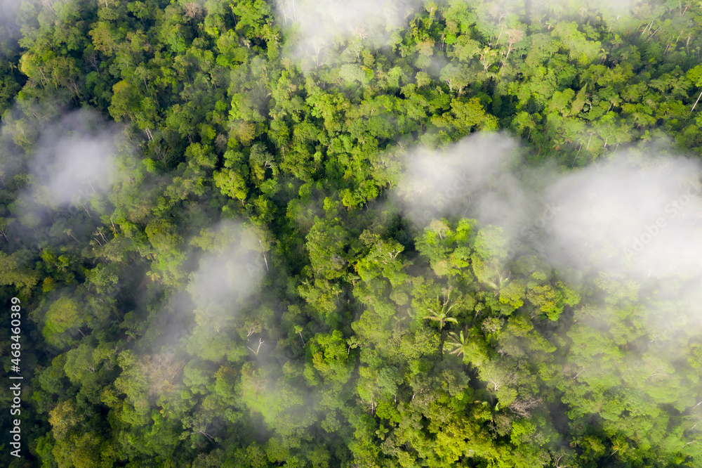 Aerial top view of rainforest with fog: the tree canopy of a tropical ...