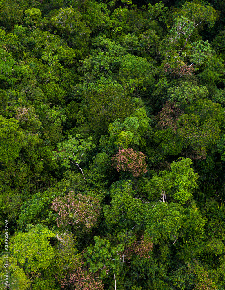 Tree canopy of a tropical forest seen from above: the tree crowns of a ...
