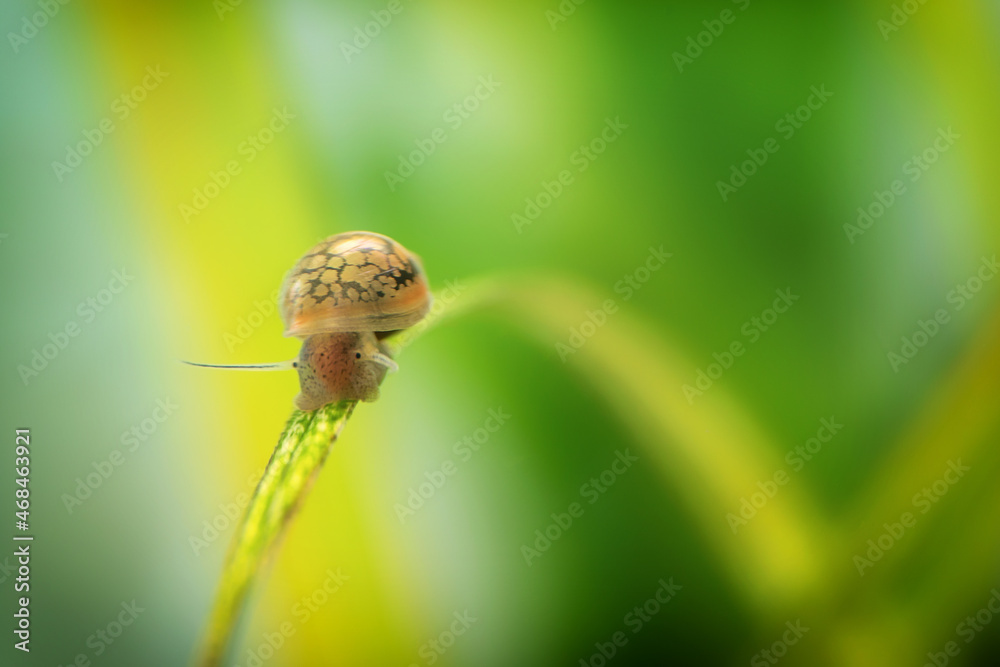 Physidae snail, bladder snails, family of air breathing freshwater ...