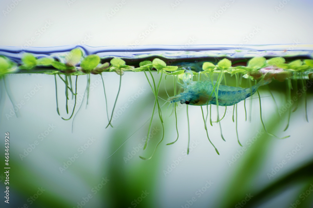 Neocaridina Freshwater Shrimp, dwarf shrimp in the aquarium ...