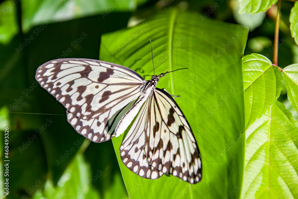 white nymph butterfly (Idea leuconoe) is a butterfly known especially for its presence in ...