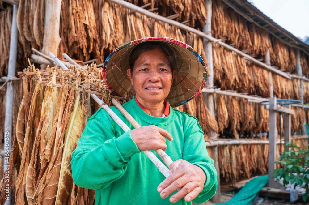 Agriculture farmers family select and harvest tobacco leaves to ...