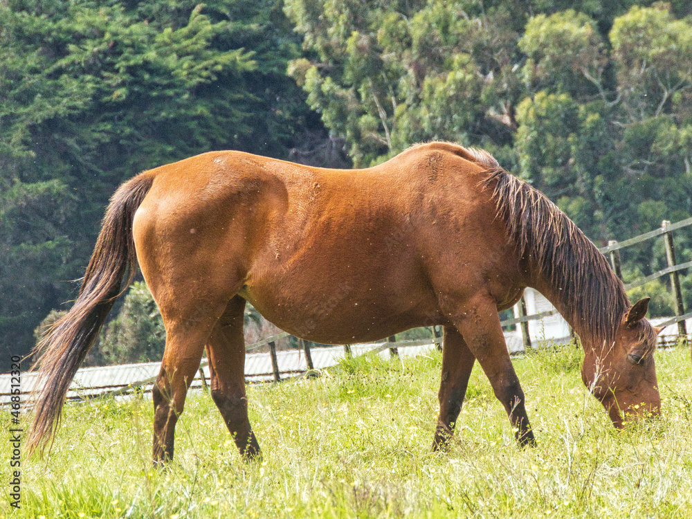 Caballo de color café comiendo pasto visto desde un costado Stock Photo ...