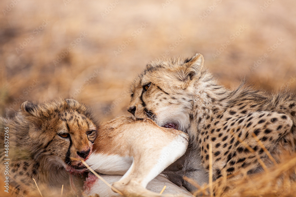 Young Cheetahs on a kill in the shade of a thorn tree in the Kgalagadi ...