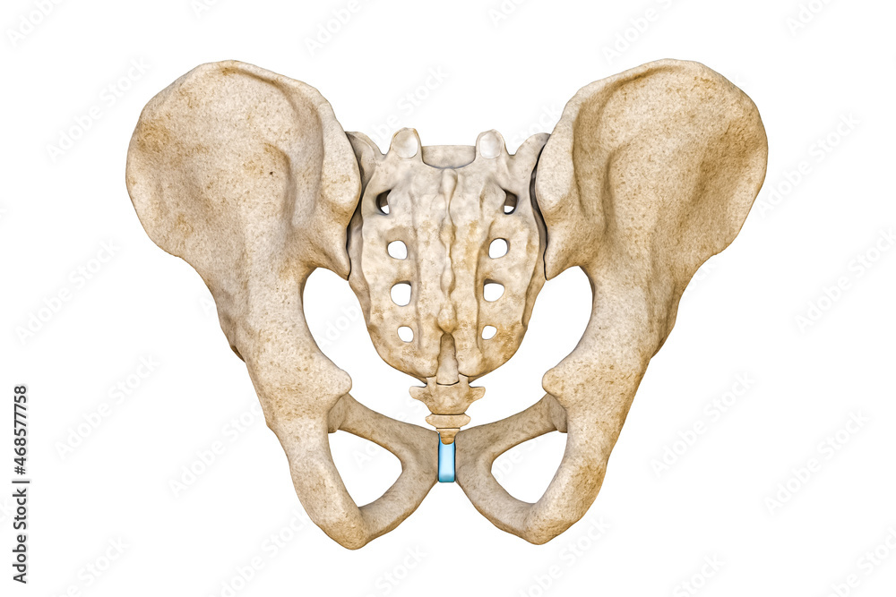 Human Pelvis Posterior Female Urinary Incontinence And Myofascial