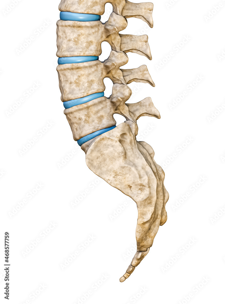 Lateral or side view of human sacrum and lumbar vertebrae isolated on ...
