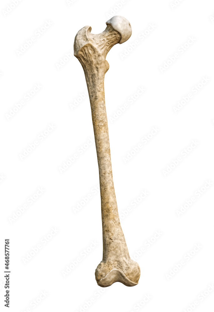 Anterior or front view of a detailed human femur bone isolated on white ...