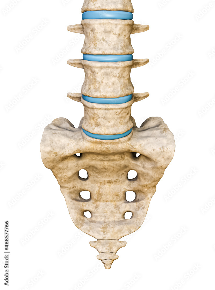 Anterior or front view of human sacrum and lumbar vertebrae isolated on ...