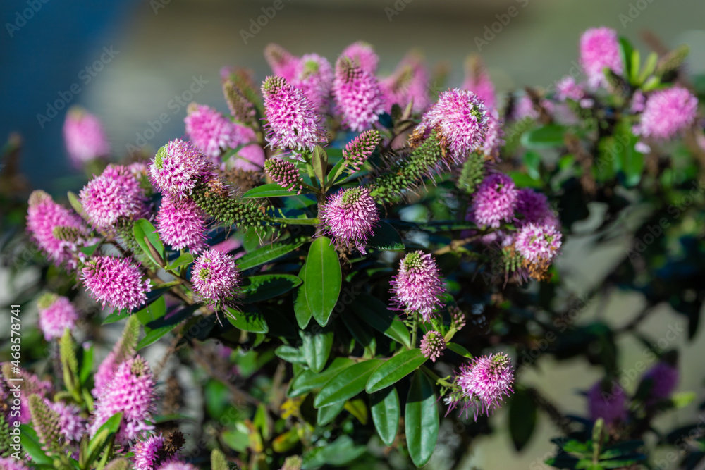 Selective focus of purple pink flowers with green leaves in the garden ...