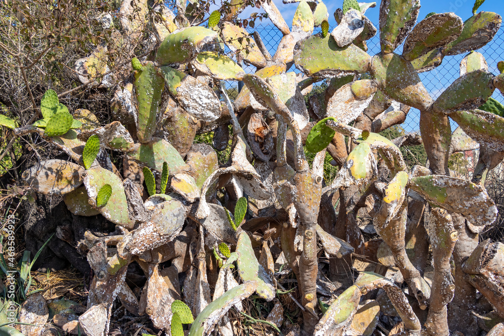 Prickly pears affected by cochineal plague, the cause of the disease ...