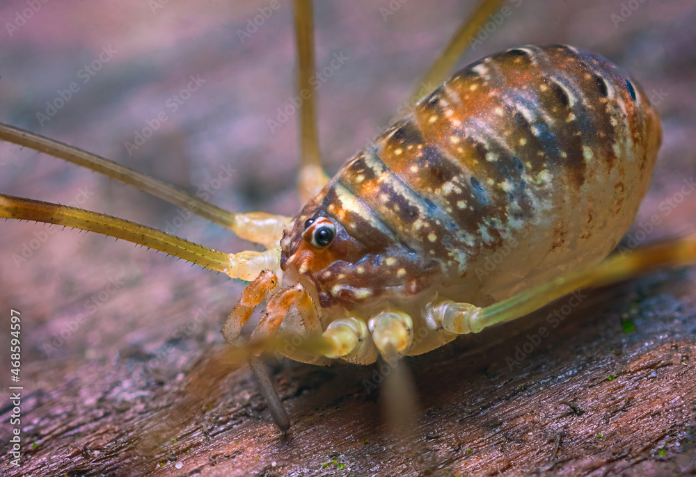 Close up macro photo of a male Phalangium opilio, the most widespread ...