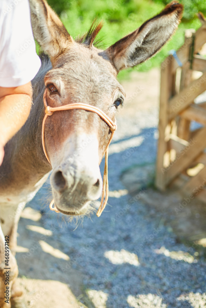 Man in contact farm zoo with donkeys in the countryside, a farm Stock ...