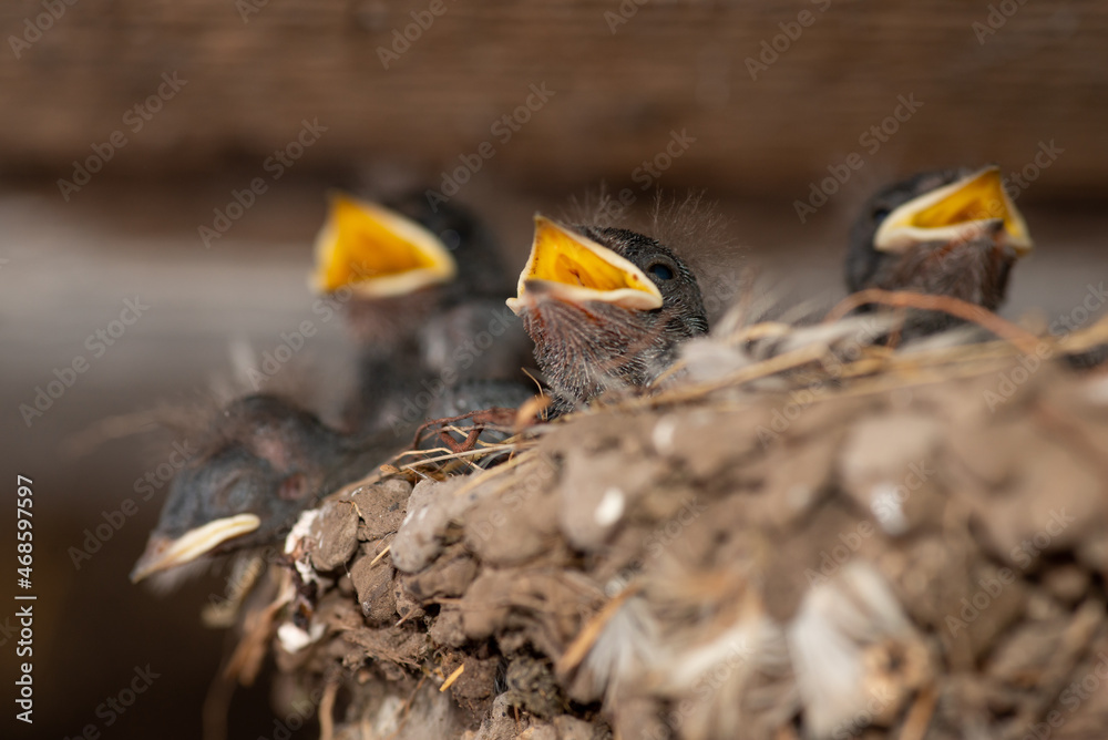 Family o young newborn swallow birds in nest opening its mouth and ...