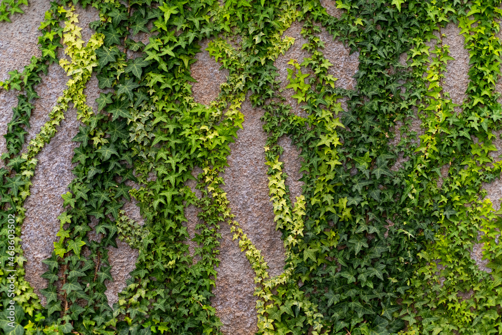 Ivy (Hedera helix) is a genus of evergreen climbing or ground-creeping ...