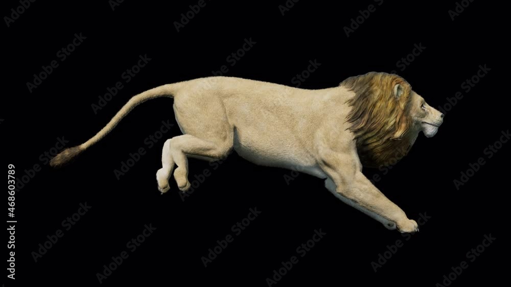 Lion Running Loop Animation on Transparent Background 4k Ultra HD ...