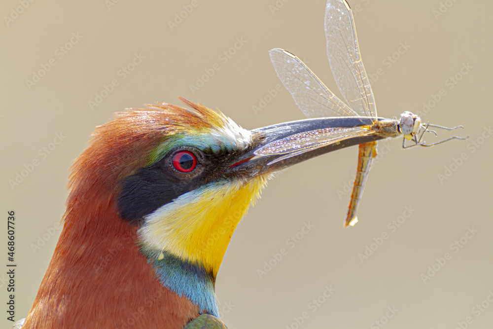 Bright bird eating insect Stock Photo | Adobe Stock