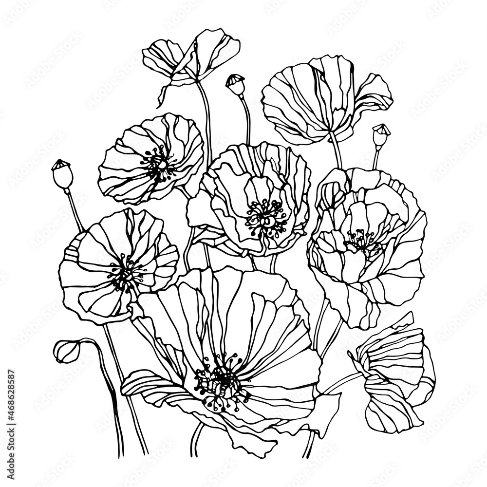 Poppies hand drawn ink illustration. Vector black and white floral ...