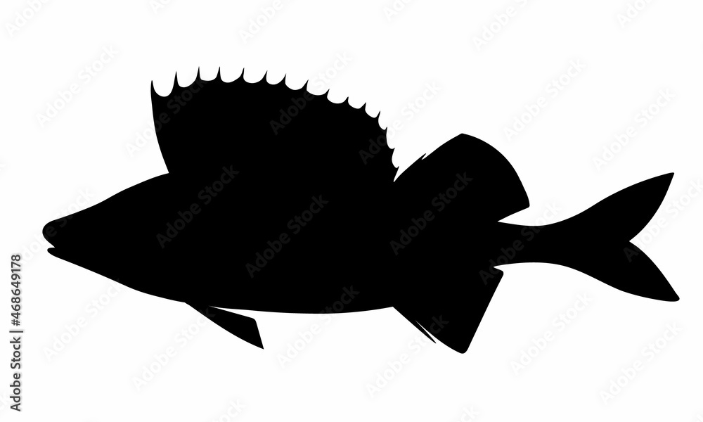 Perch. Hand drawn realistic black silhouette illustration. Stock Vector ...