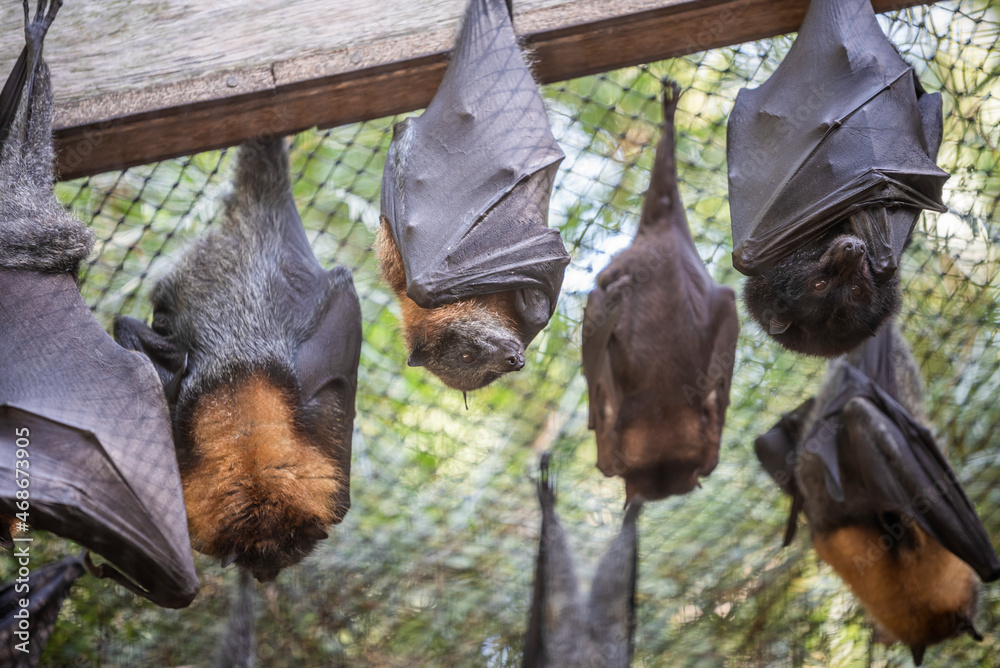 View of bats sleeping in a zoological park in Brisbane, Australia ...