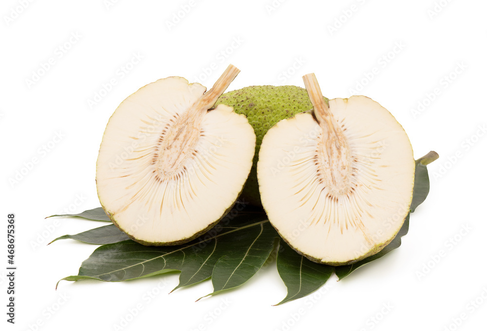 Breadfruit tree, Breadnut tree or Artocarpus altilis fruits and green ...