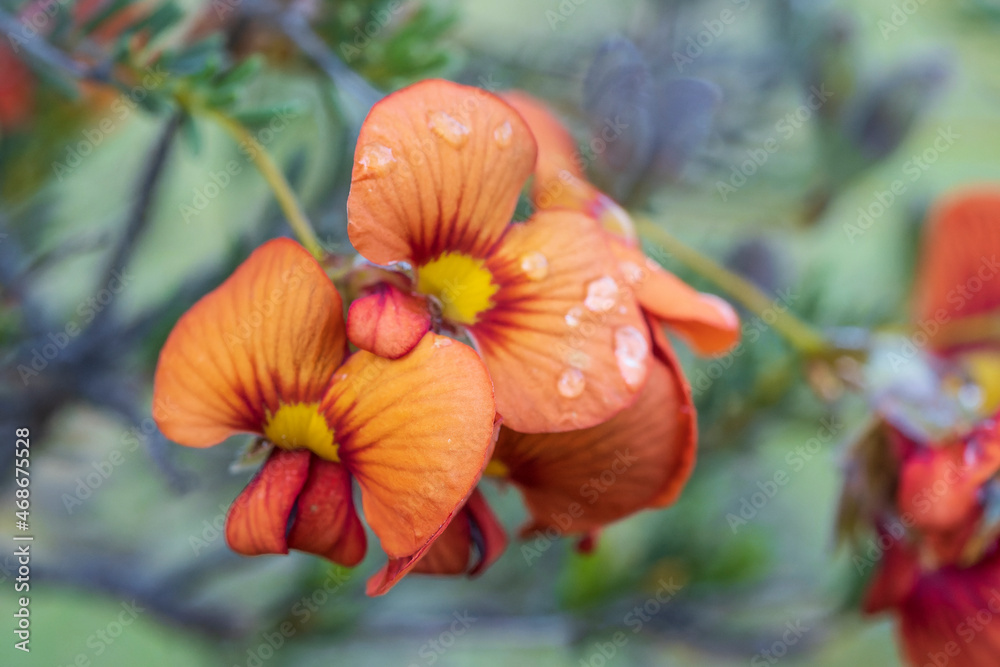 The red and yellow flowers of the Australian native shrub known as the ...