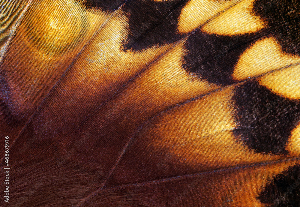 colorful butterfly wing. tropical butterfly wing texture background ...