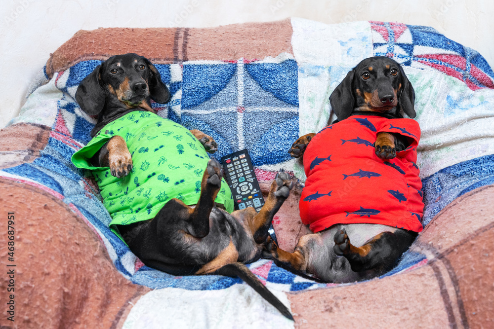 Lazy fat dachshund dogs is lying on armchair with bellies up with ...