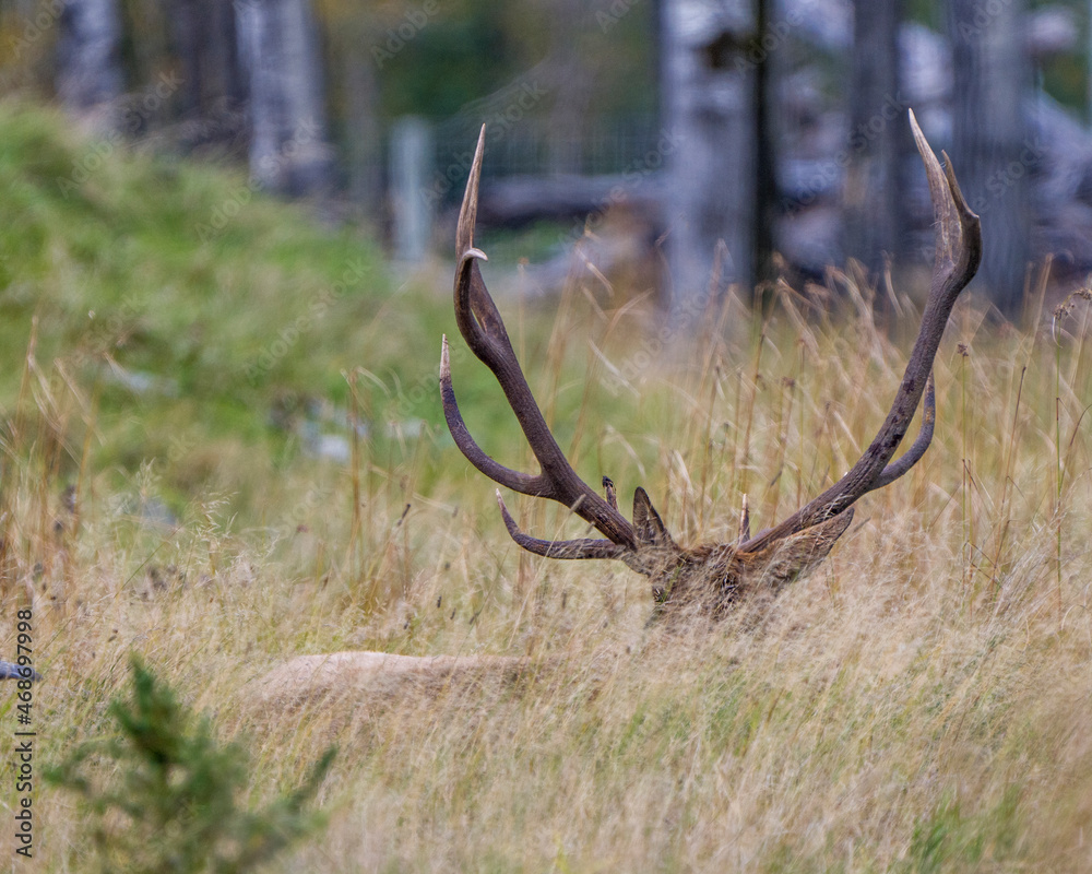 Elk Stock Photo and Image. Male buck resting in the field in mating ...