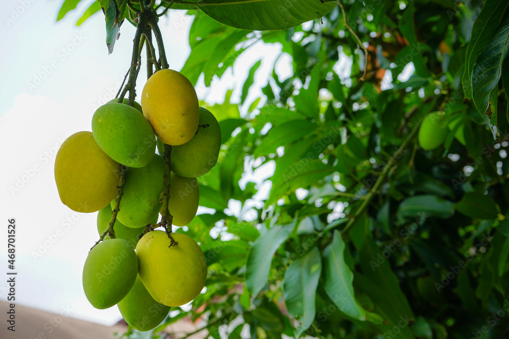 Fresh green and yellow mangoes on a mango tree. Mangifera indica L. Var ...