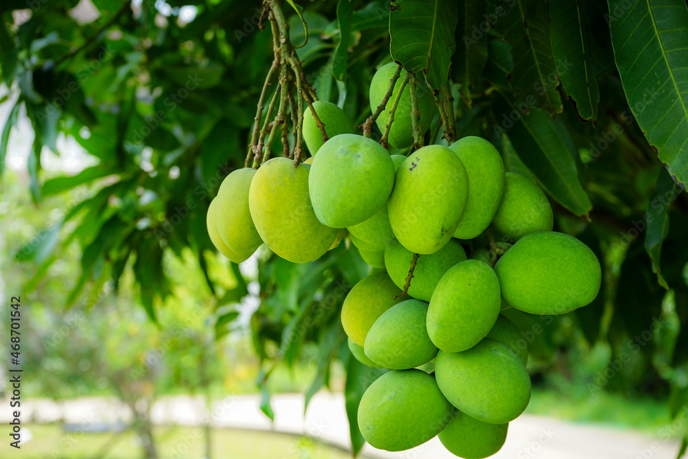 Fresh green and yellow mangoes on a mango tree. Mangifera indica L. Var ...